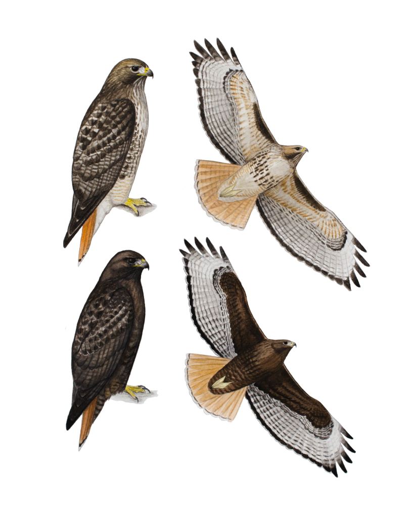 Red-tailed Hawk Project