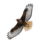 Publications – Red-tailed Hawk Project