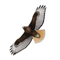 Taxonomy, Systematics, and Biogeography – Red-tailed Hawk Project