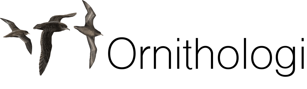 Red-tailed Hawk Project