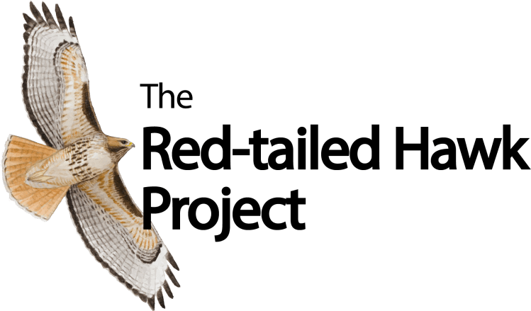 Red-tailed Hawk Project
