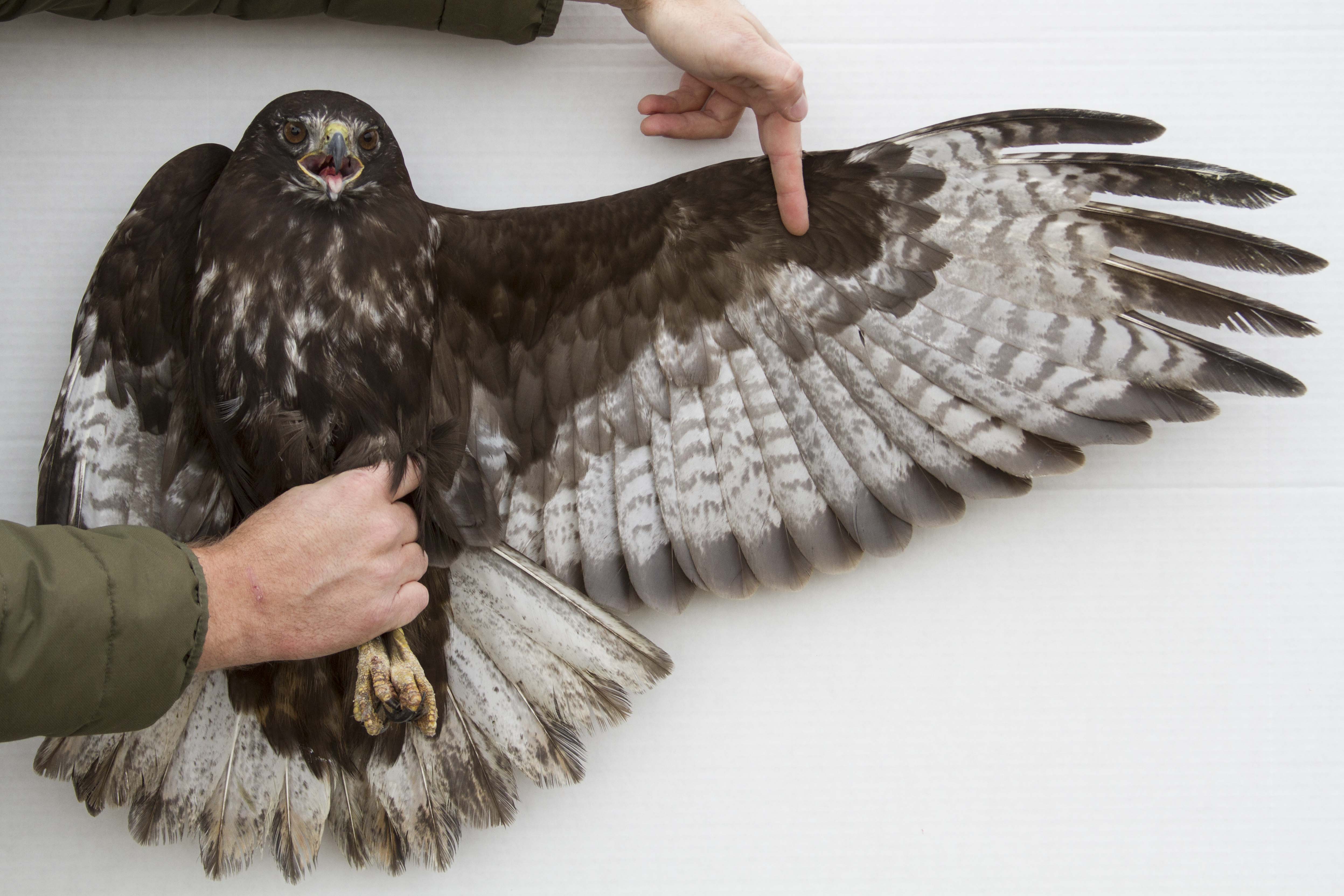 Meet our two new birds – a harlani from Utah, and an abieticola from ...