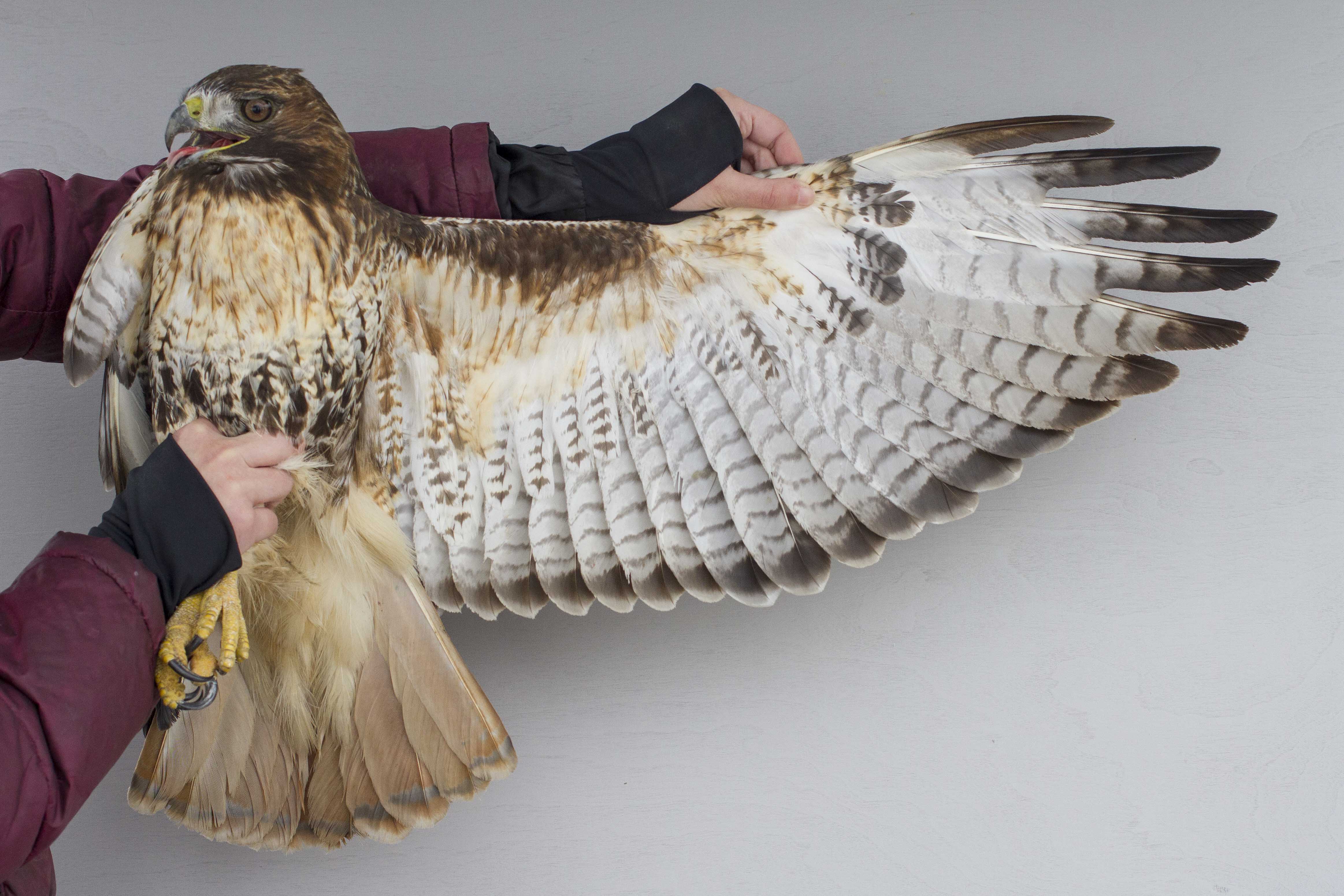 Meet Obi-Wan – a new bird carrying a transmitter in Vermont – Red ...