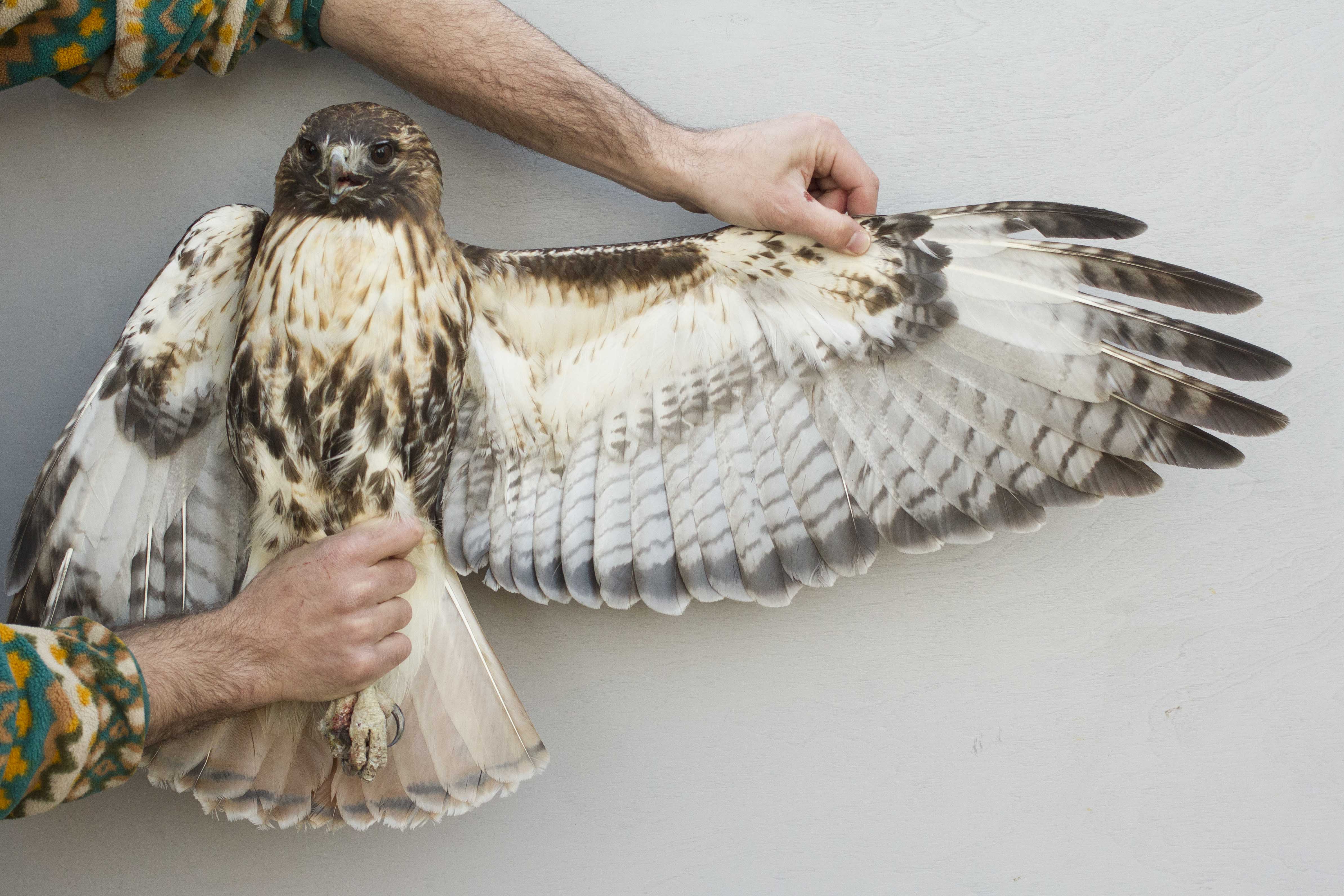 More birds added to our project thanks to the Mackinac Straits Raptor ...