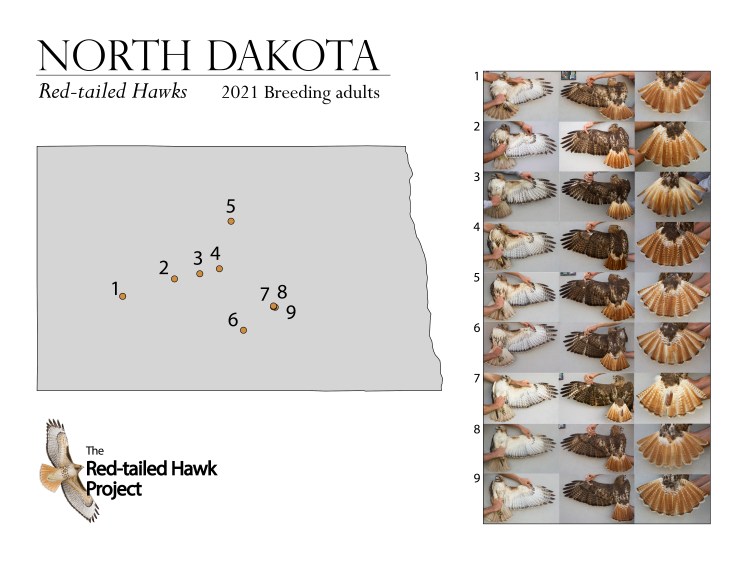 Red-tailed Hawk Project