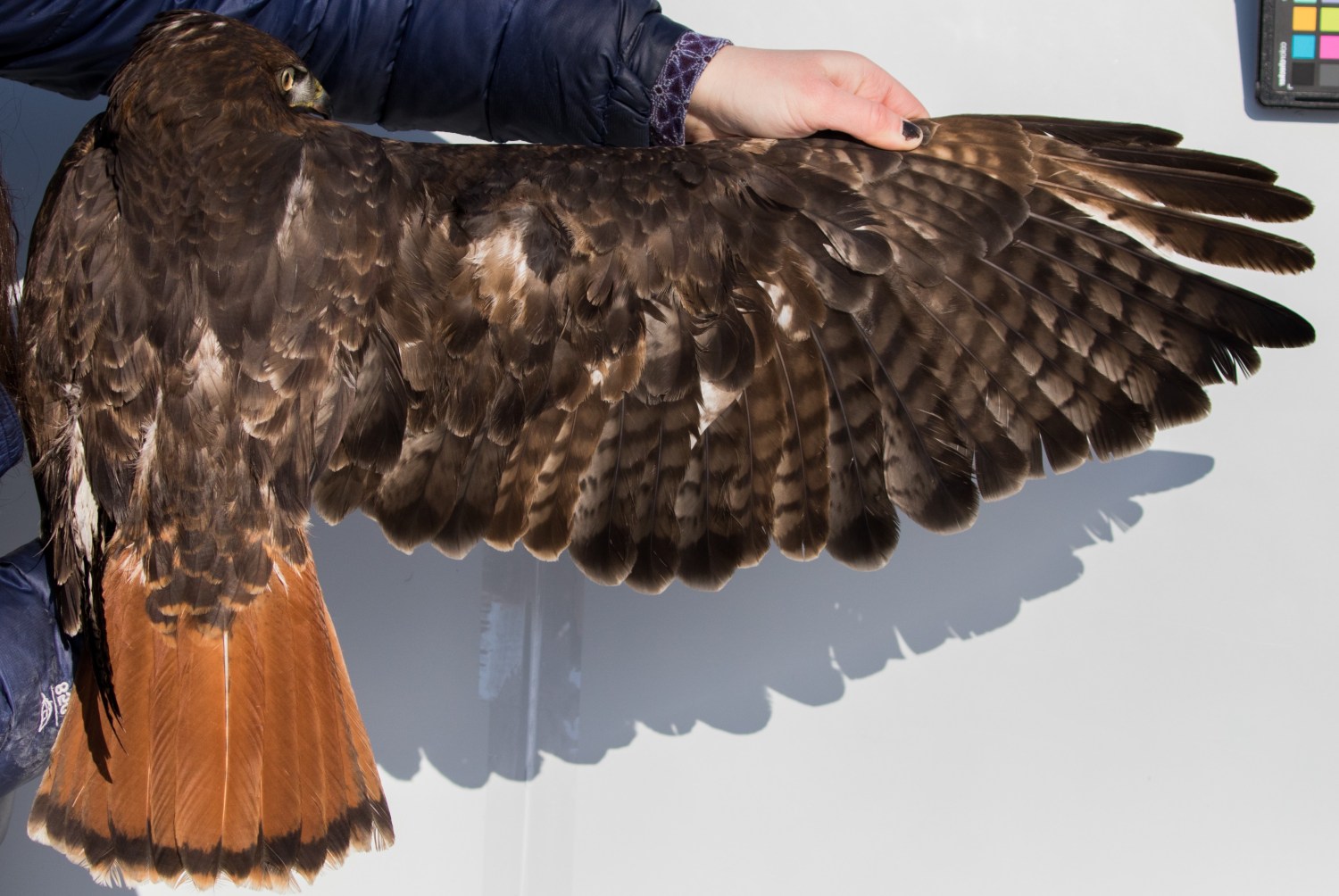 Dark Morphs in Minnesota – Red-tailed Hawk Project