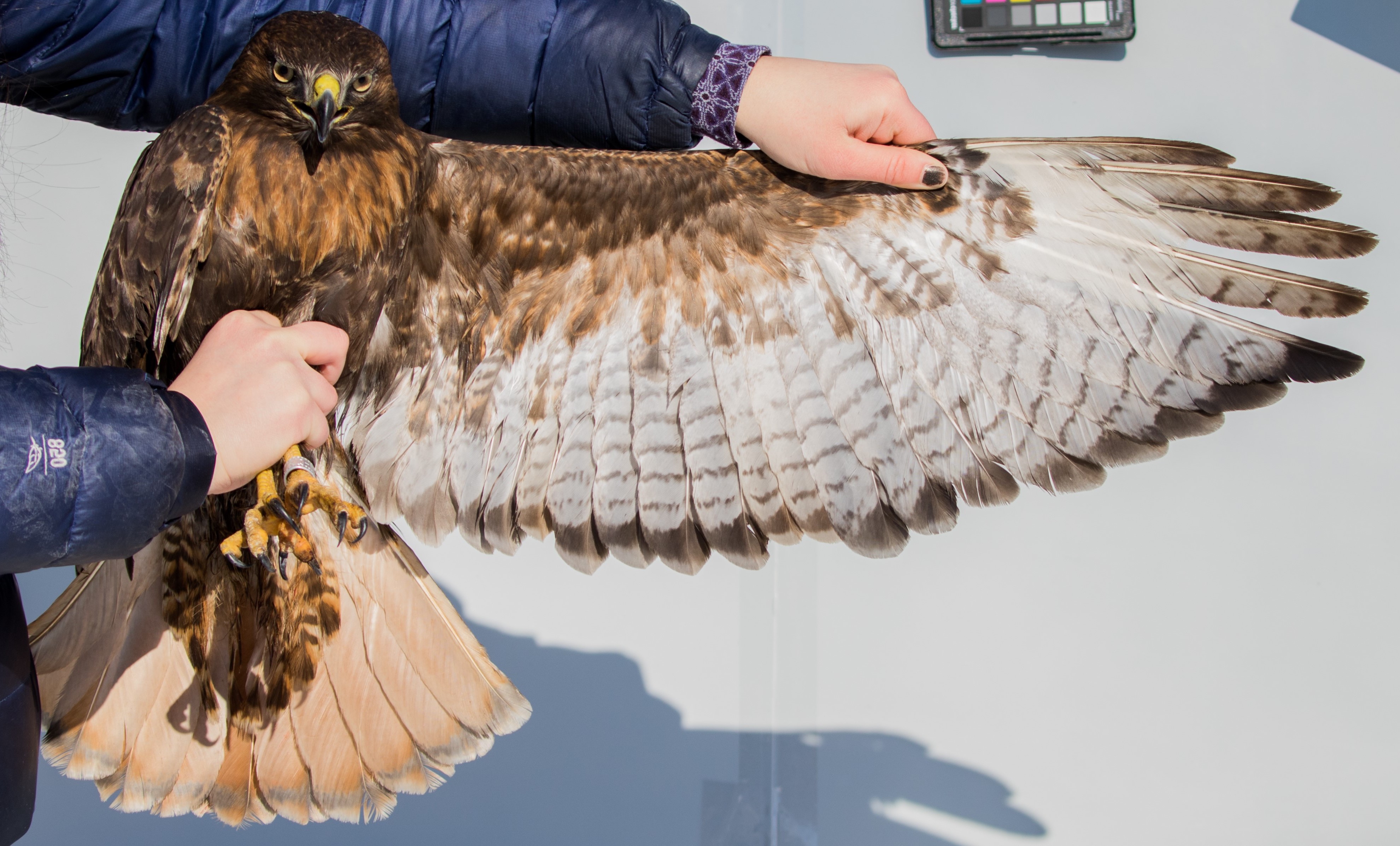 Dark Morphs in Minnesota – Red-tailed Hawk Project
