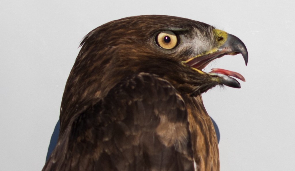 Movement Ecology – Red-tailed Hawk Project