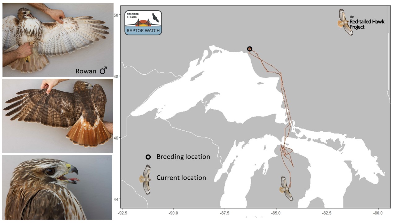 Great Lakes Movement – Red-tailed Hawk Project