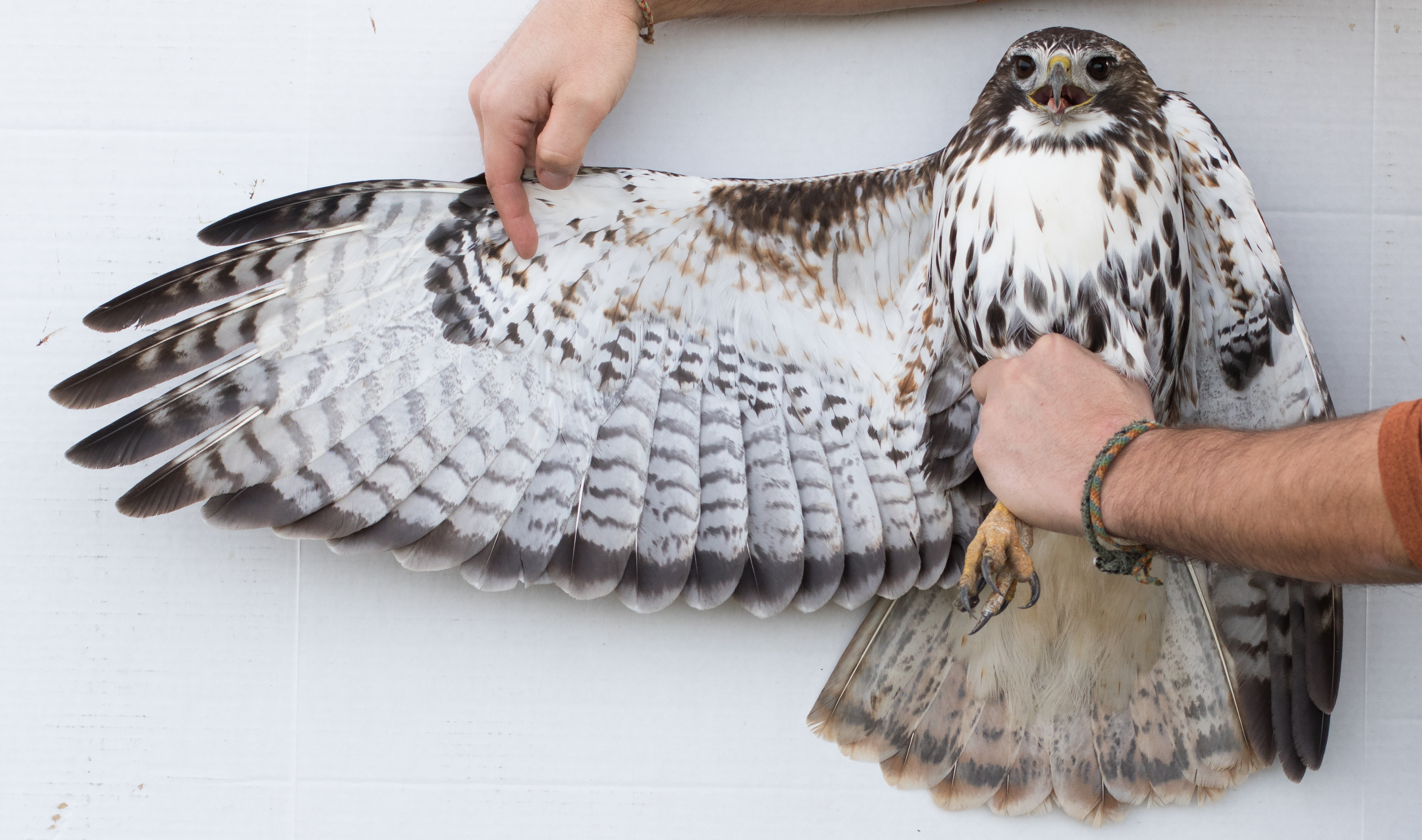 “Liggy” the light morph harlani – Red-tailed Hawk Project