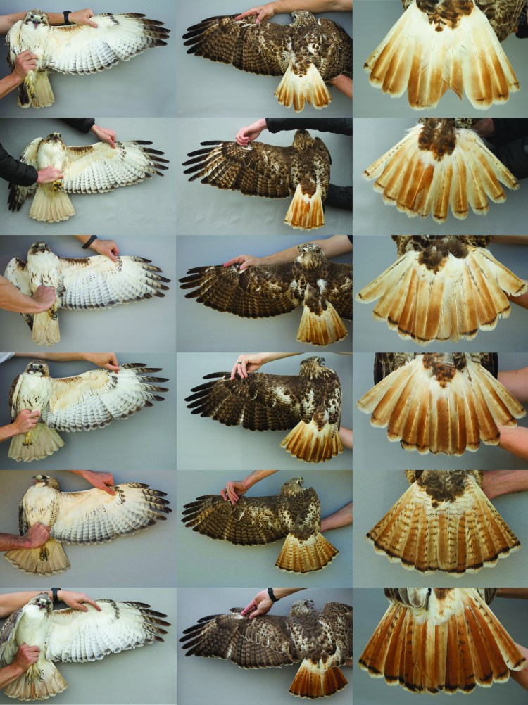 Blog – Red-tailed Hawk Project