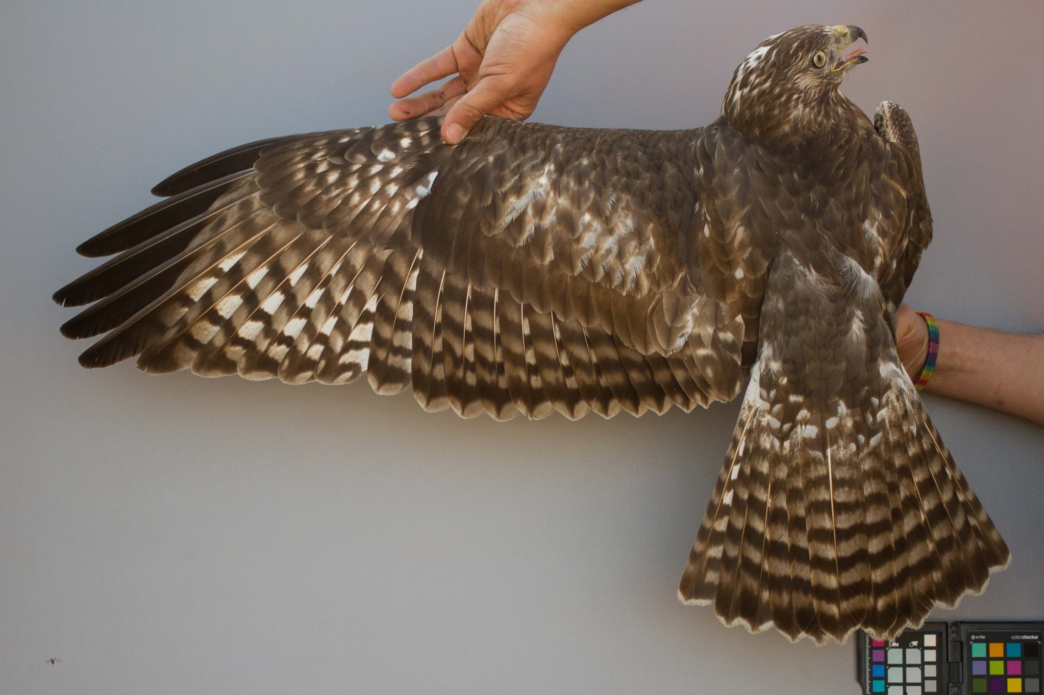 Blog – Red-tailed Hawk Project
