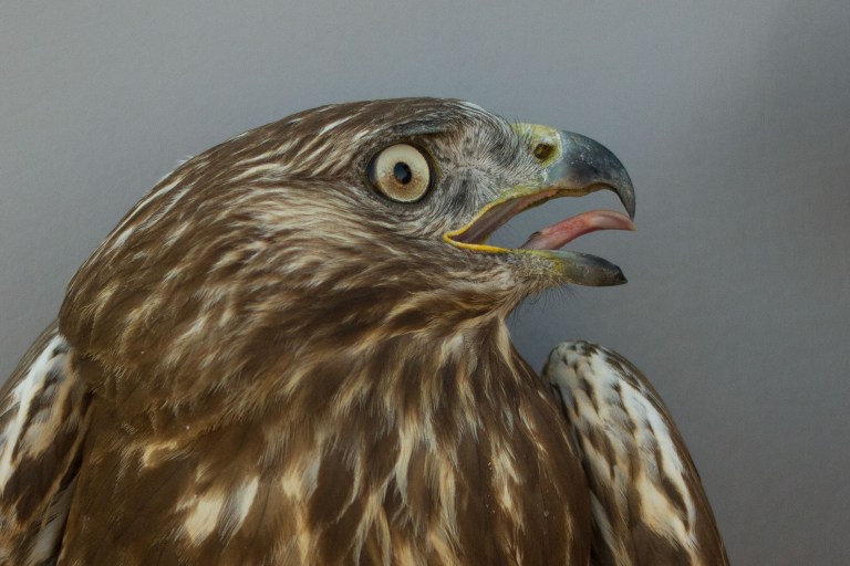 Blog – Red-tailed Hawk Project