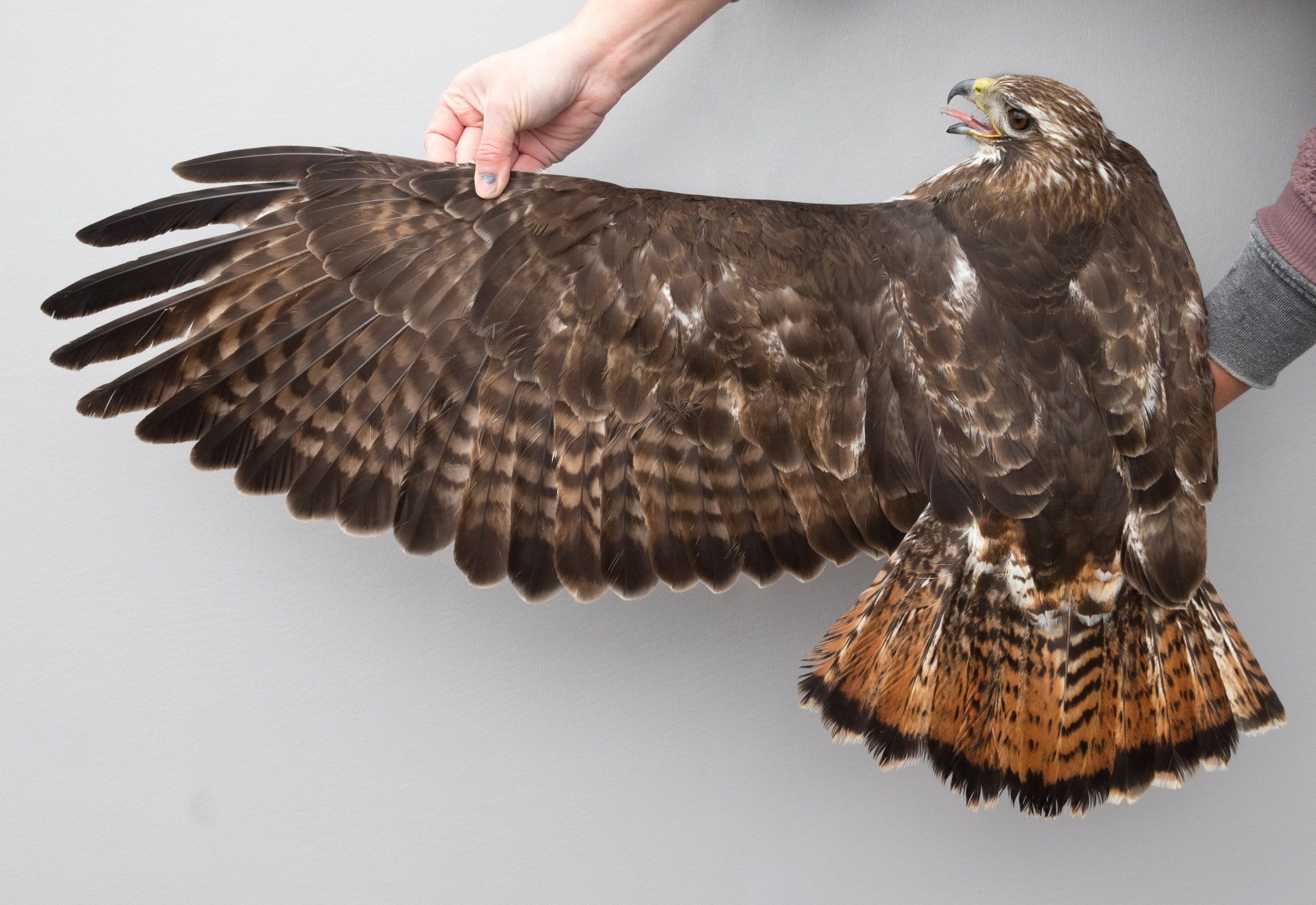 Blog – Red-tailed Hawk Project
