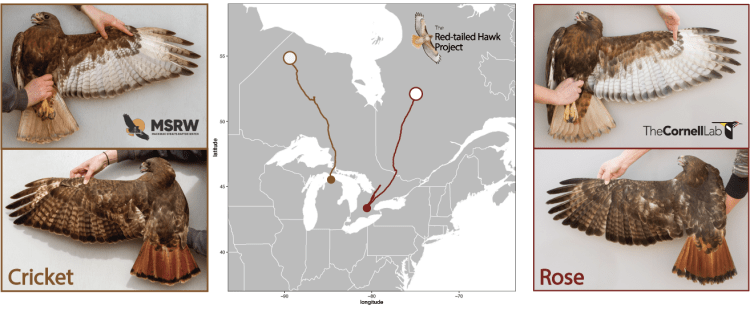 Blog – Red-tailed Hawk Project