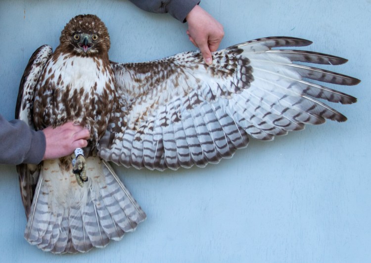 Blog – Red-tailed Hawk Project