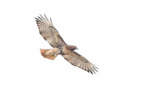 The Mississippi Miracle – Red-tailed Hawk Project