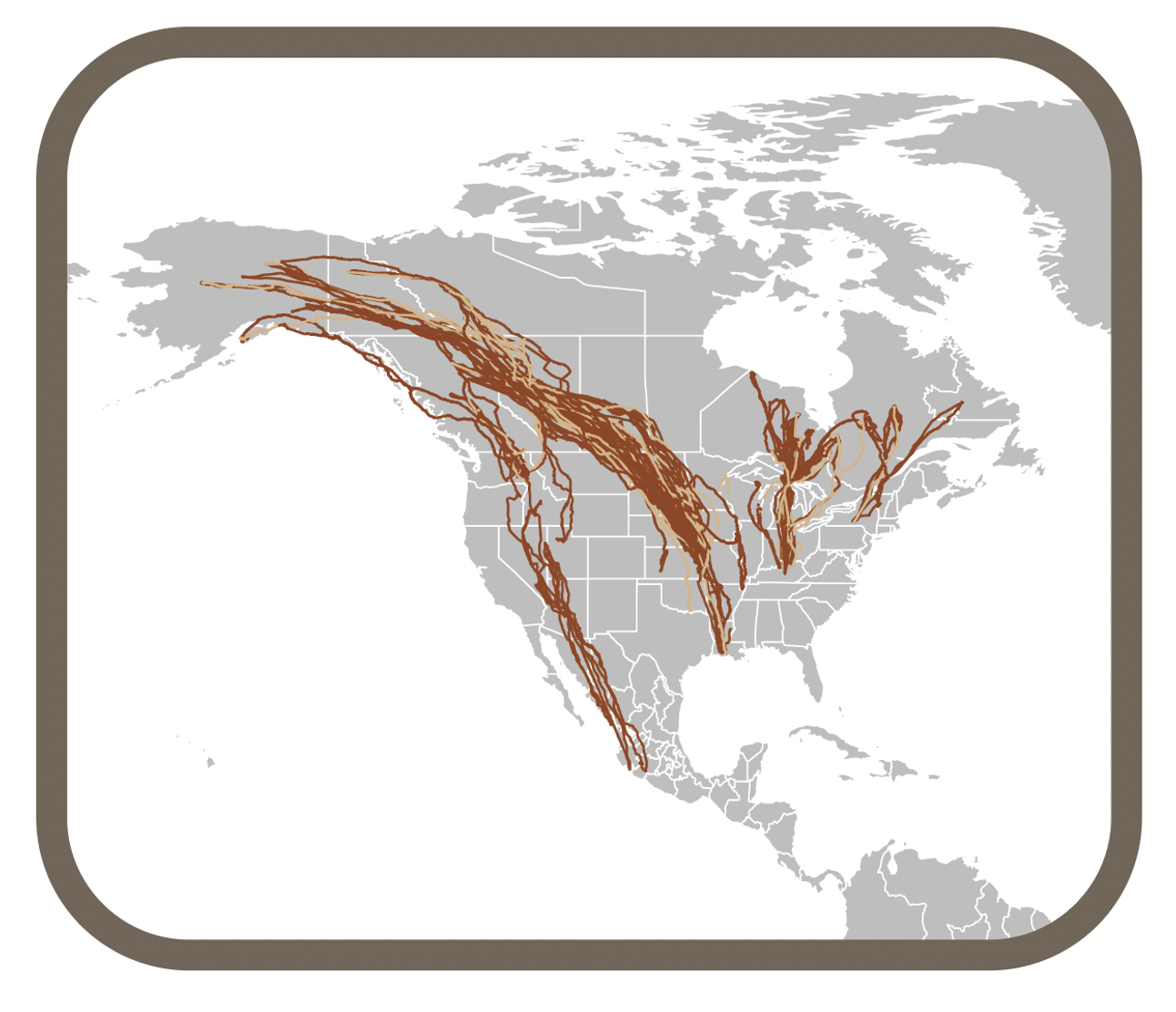 Research – Red-tailed Hawk Project