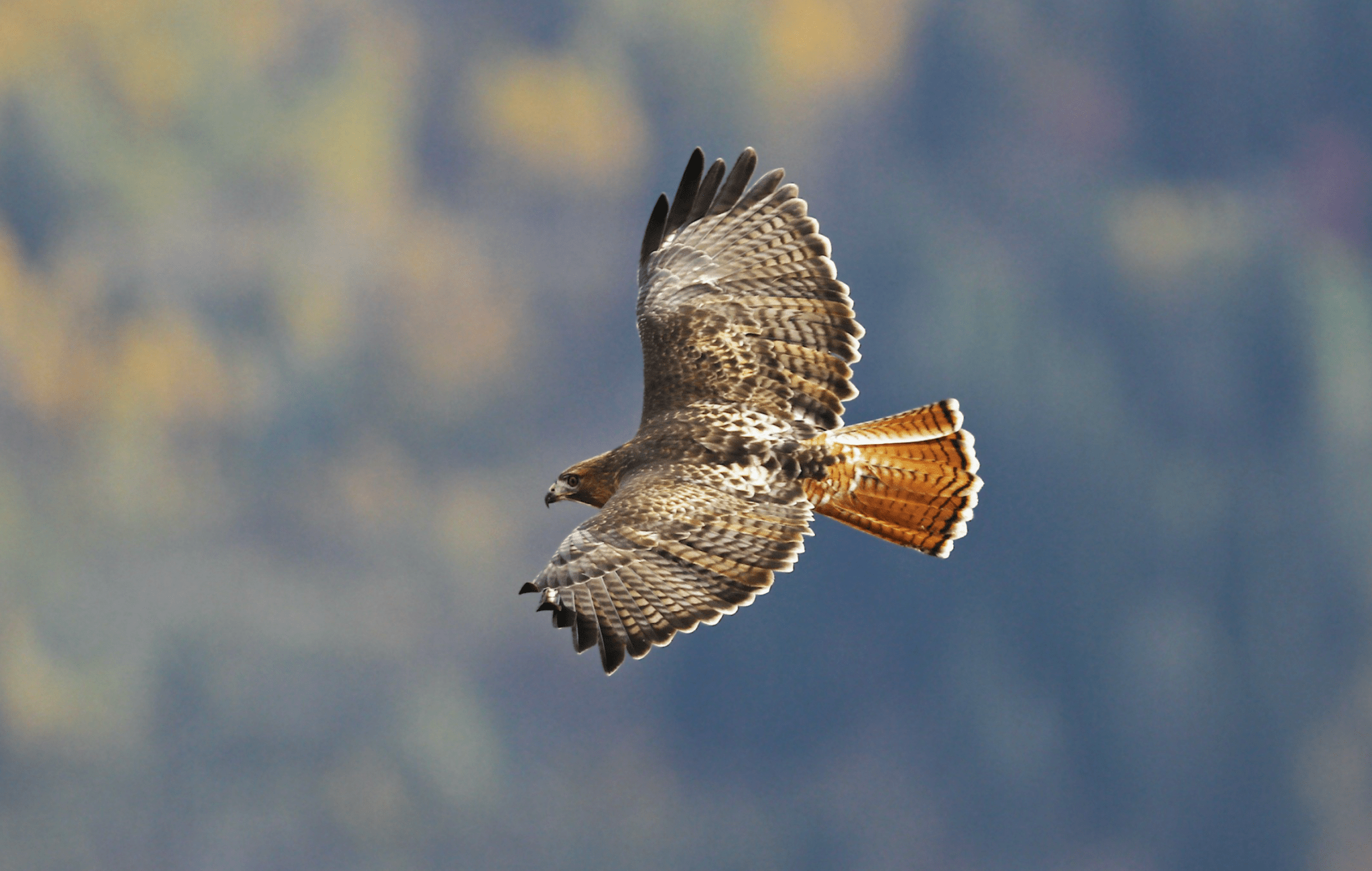 The Red-tailed Hawk as a model species – Red-tailed Hawk Project