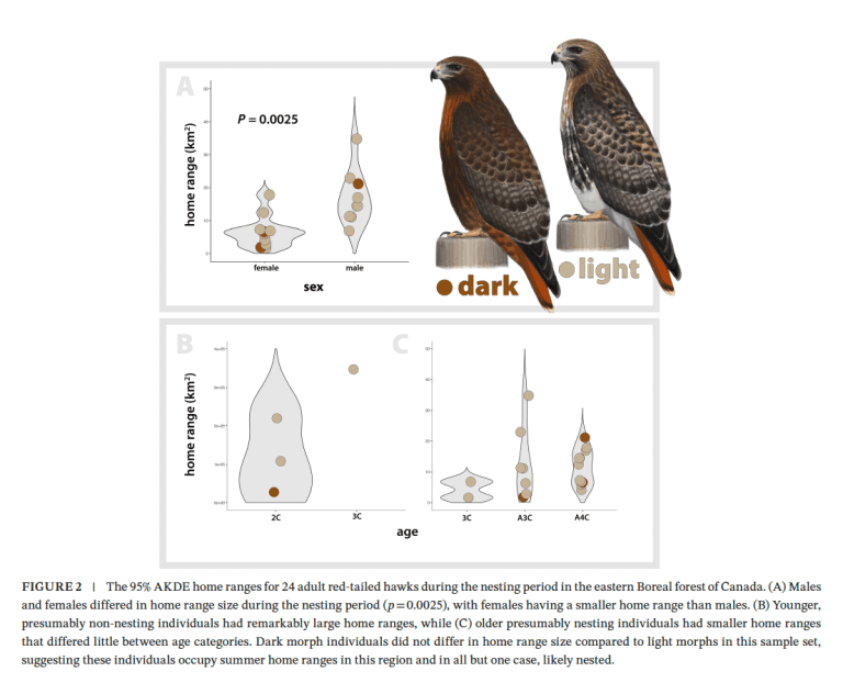Blog – Red-tailed Hawk Project