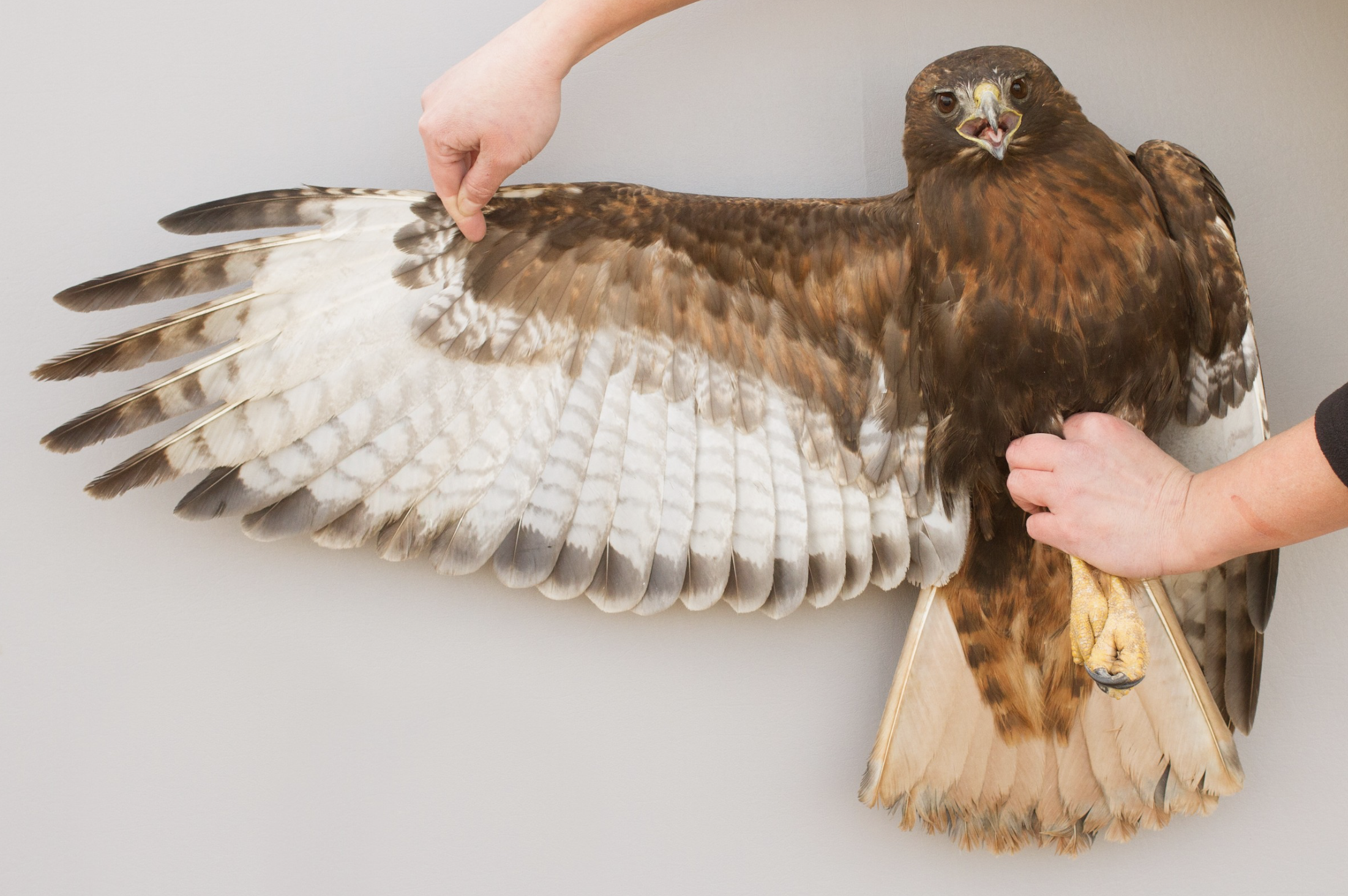 Blog – Red-tailed Hawk Project