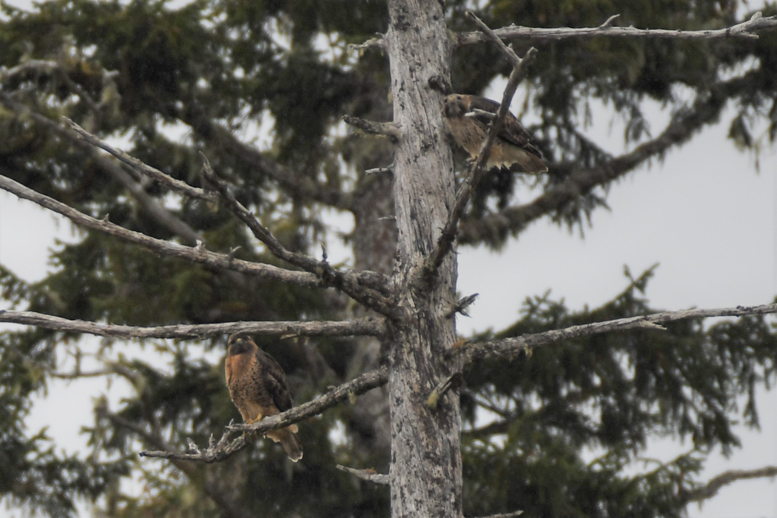 Buteo jamaicensis alascensis – Red-tailed Hawk Project