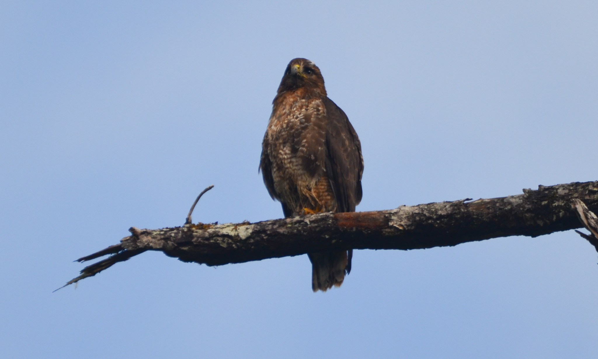 Buteo jamaicensis alascensis – Red-tailed Hawk Project