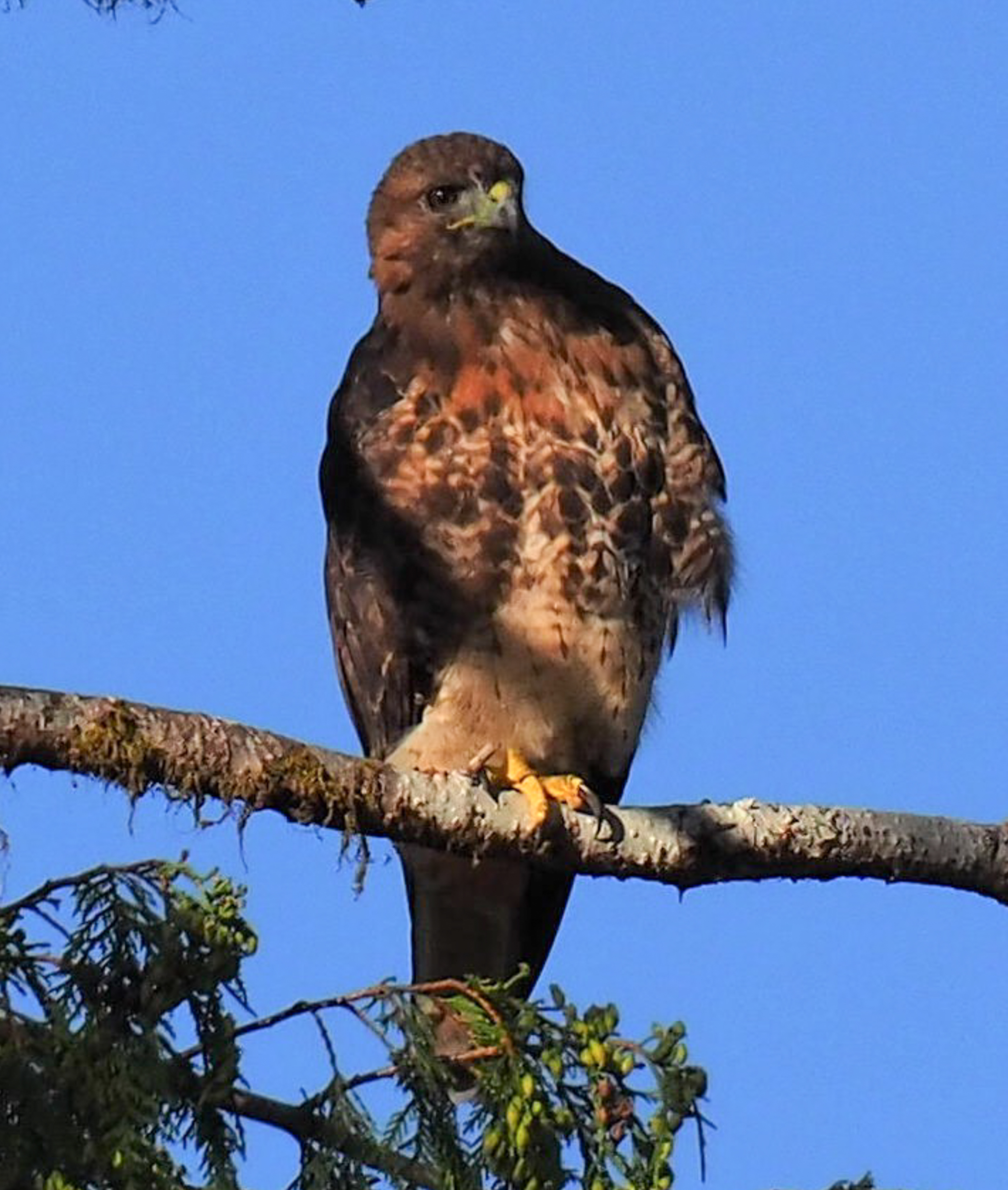 Buteo jamaicensis alascensis – Red-tailed Hawk Project