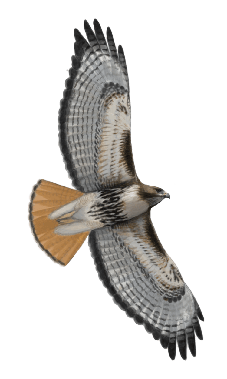 RTHA_jamaicensis_underside – Red-tailed Hawk Project