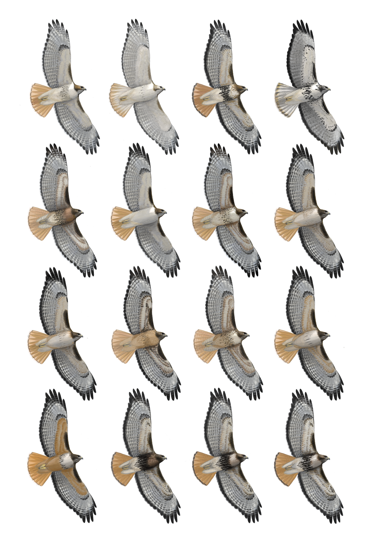 Shop – Red-tailed Hawk Project