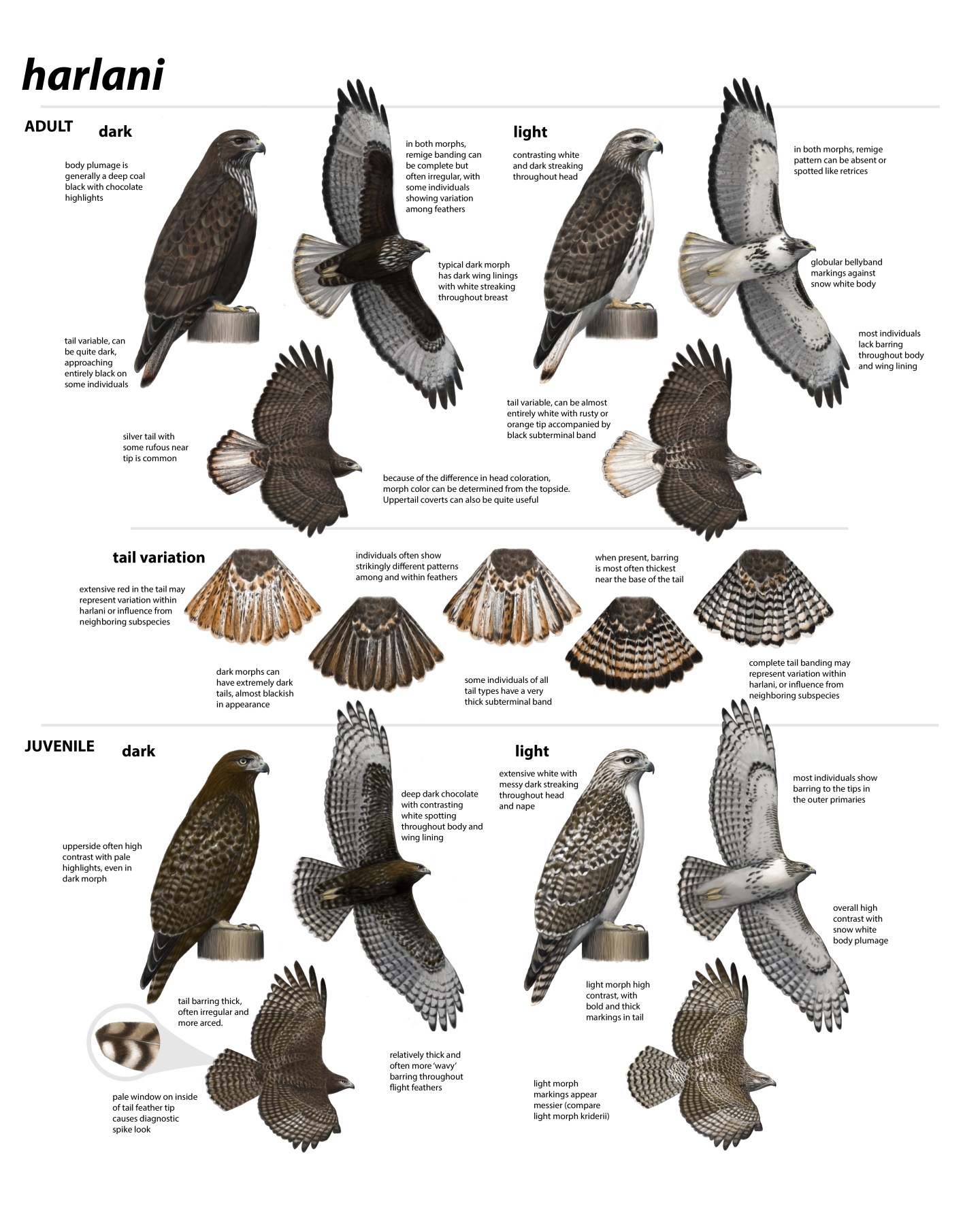 New plate for harlani identication! – Red-tailed Hawk Project
